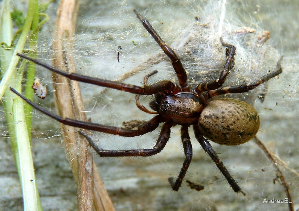 "Guarding The Nest! - Massive Spider - NZ" by AndreaEL | Redbubble