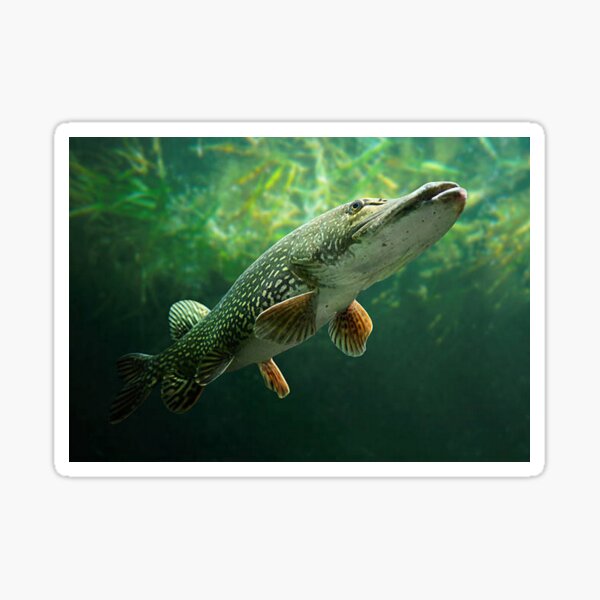 "Northern Pike" Sticker for Sale by GoodyOne | Redbubble
