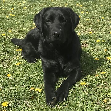 "Black Labrador Dog" Sticker by Saky08 | Redbubble