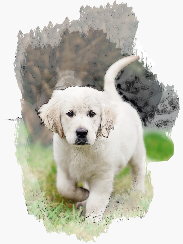 "Teddy, Golden Retriever Puppy" Sticker for Sale by PurpleBluesPets ...