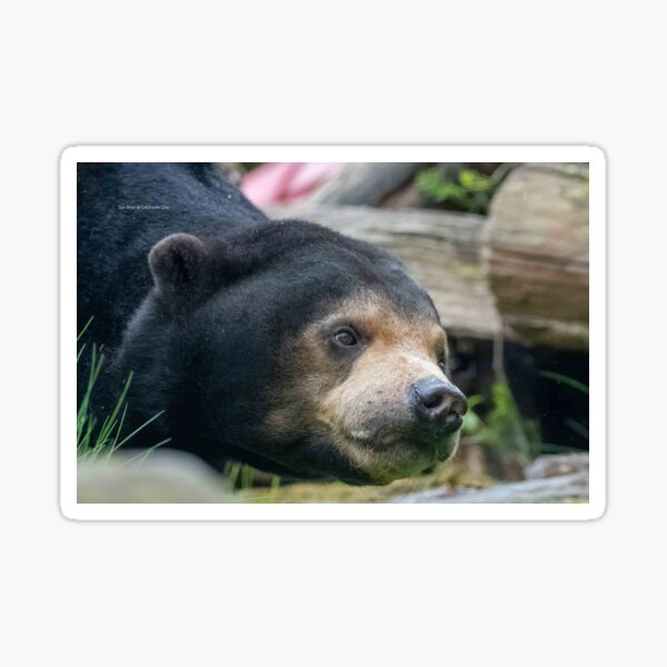 "Sun Bear at Colchester Zoo" Sticker by MandM-Photos | Redbubble