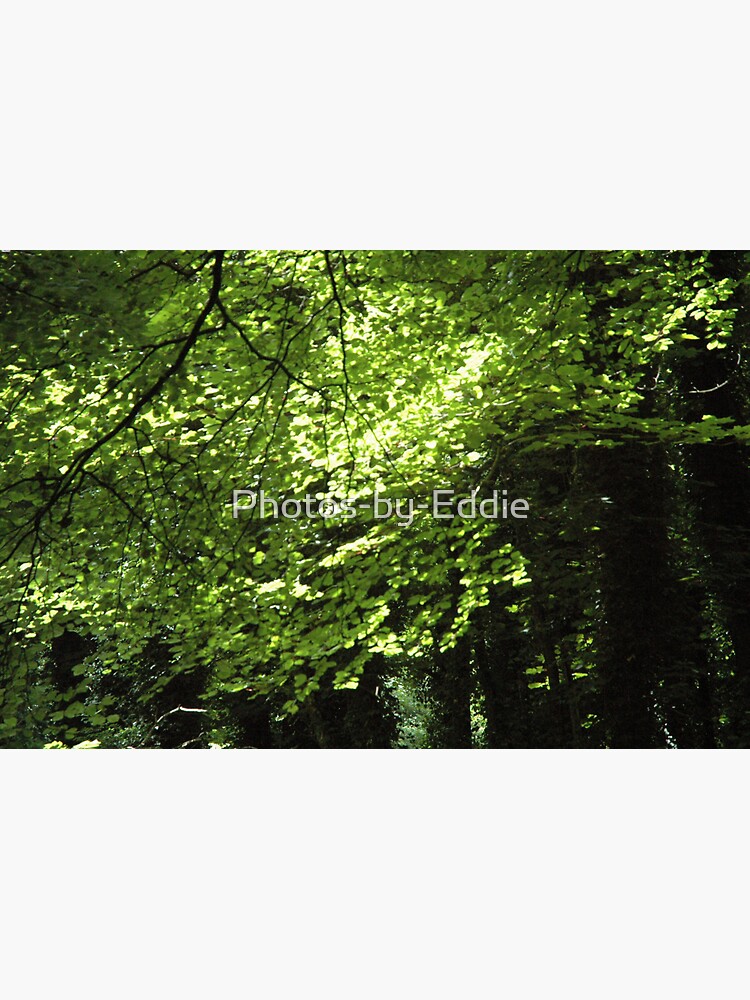 "Canopy" Sticker for Sale by Photos-by-Eddie | Redbubble