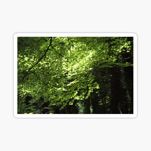 "Canopy" Sticker for Sale by Photos-by-Eddie | Redbubble