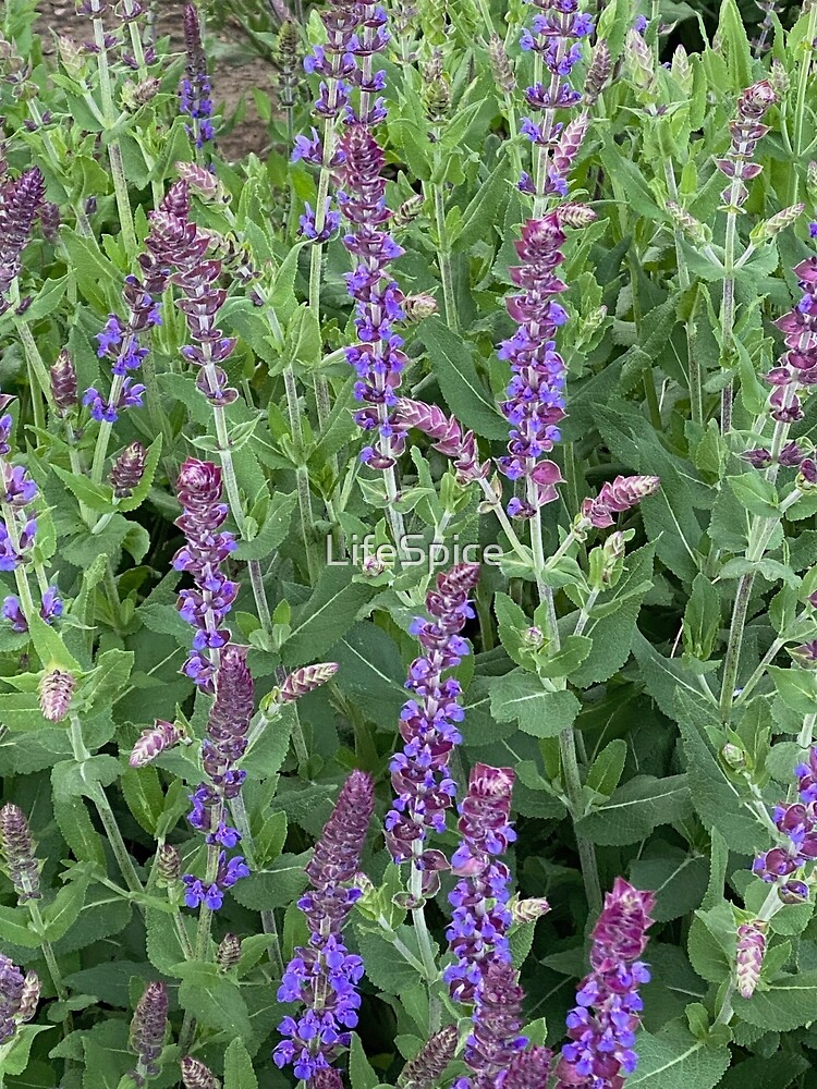 "Purple Flowers by Mark Ewing" Poster for Sale by LifeSpice | Redbubble