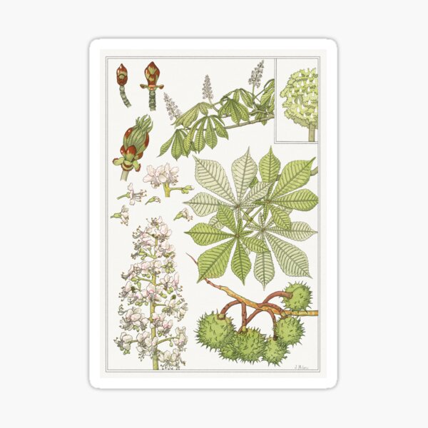 "Vintage Chestnut Tree Illustration" Sticker for Sale by ...