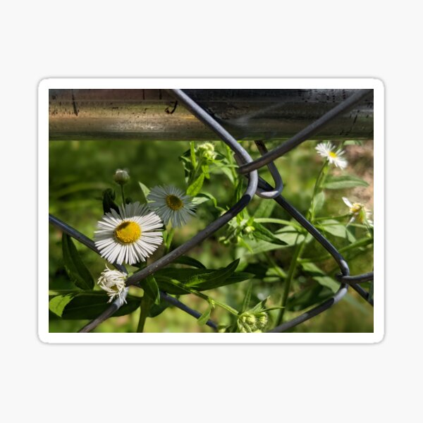 "Daisy Chain " Sticker for Sale by arfff | Redbubble