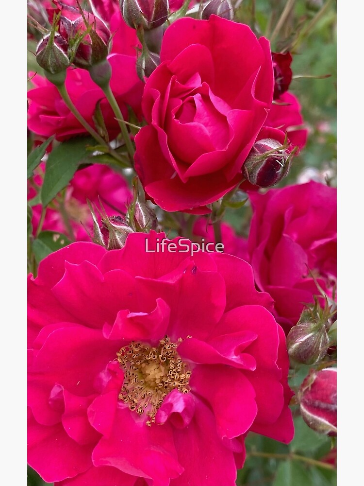 "Damask Roses by Mark Ewing" Poster for Sale by LifeSpice | Redbubble