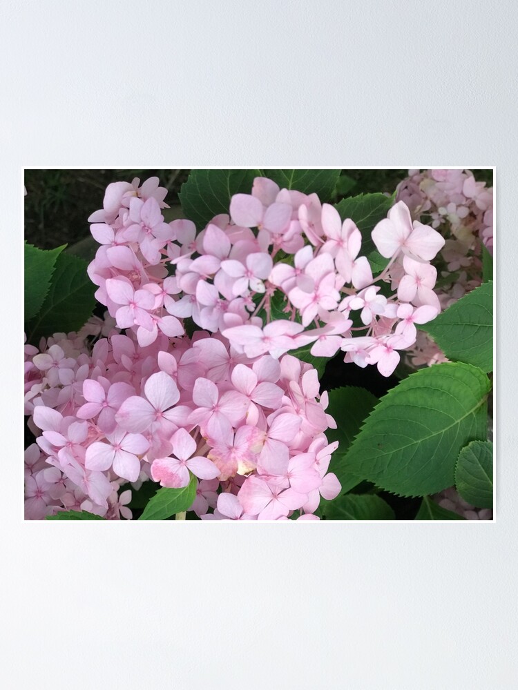 "Hydrangea" Poster for Sale by peixeazul | Redbubble