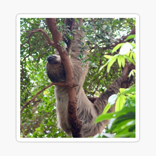 "Sleepy Sloth" Sticker for Sale by smh2 | Redbubble