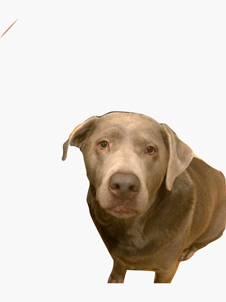 "silver lab" Sticker for Sale by stephaniefalck | Redbubble
