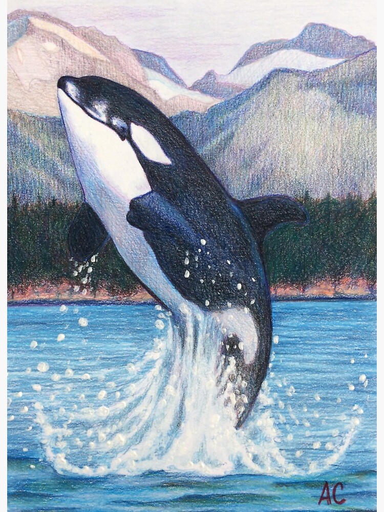Original Valentin “ORCAS” Killer Whale Drawing, Whale Art, Orca ...