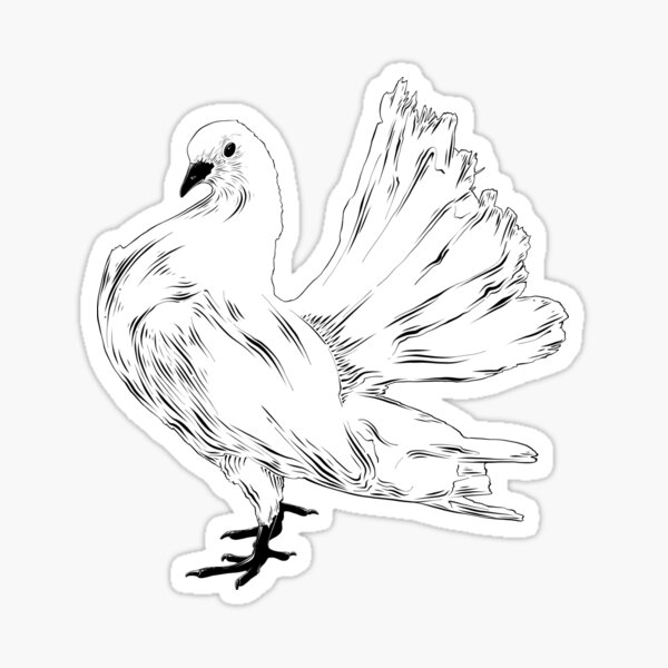 "The Fantail Pigeon Breed " Sticker for Sale by Stevieboy91 | Redbubble