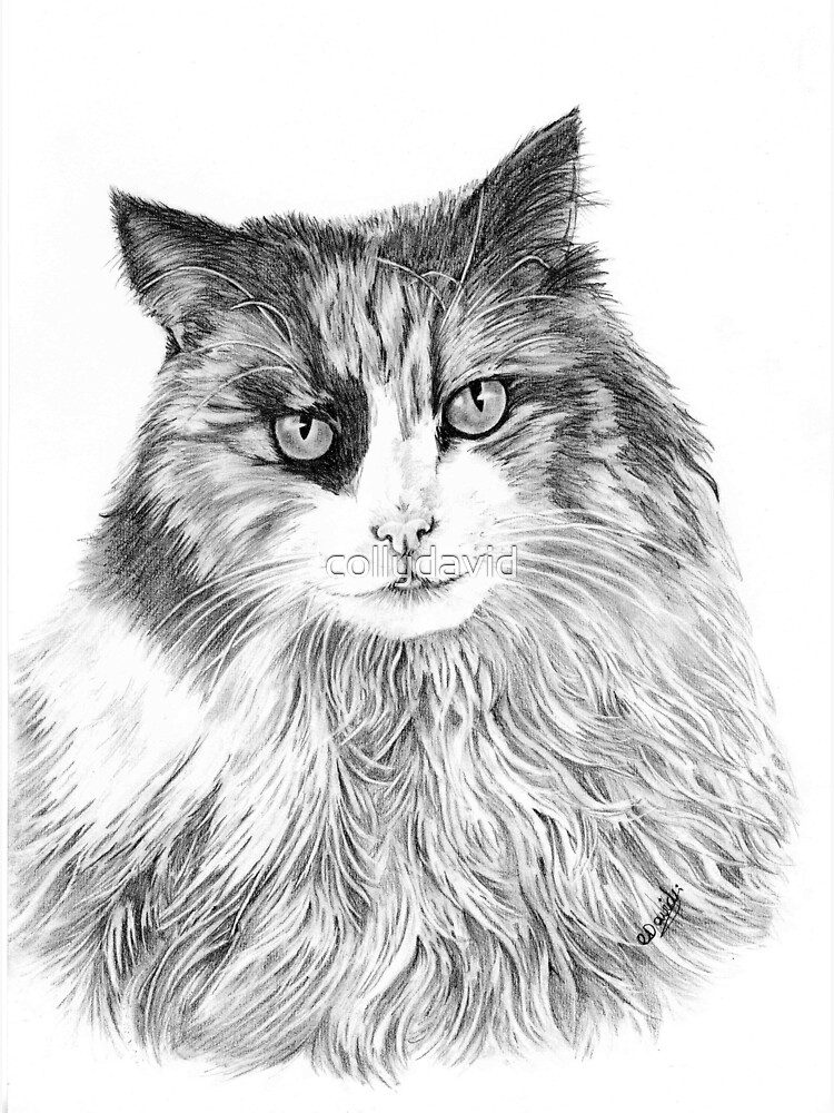 "Fluffy the Cat" Poster by collydavid | Redbubble