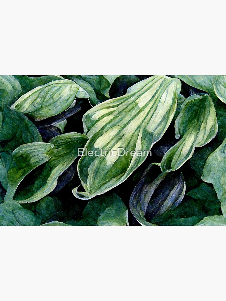 "Hosta Leaves" Sticker by ElectricDream | Redbubble