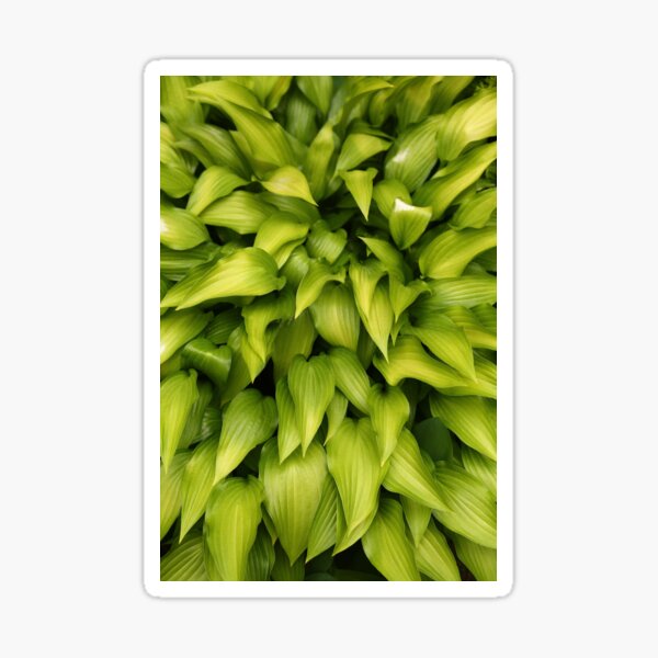 "Hosta garden plant vertical background" Sticker for Sale by ...