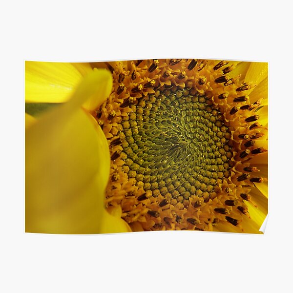 "Leonardo Fibonacci - Sunflower - NZ" Poster by AndreaEL | Redbubble