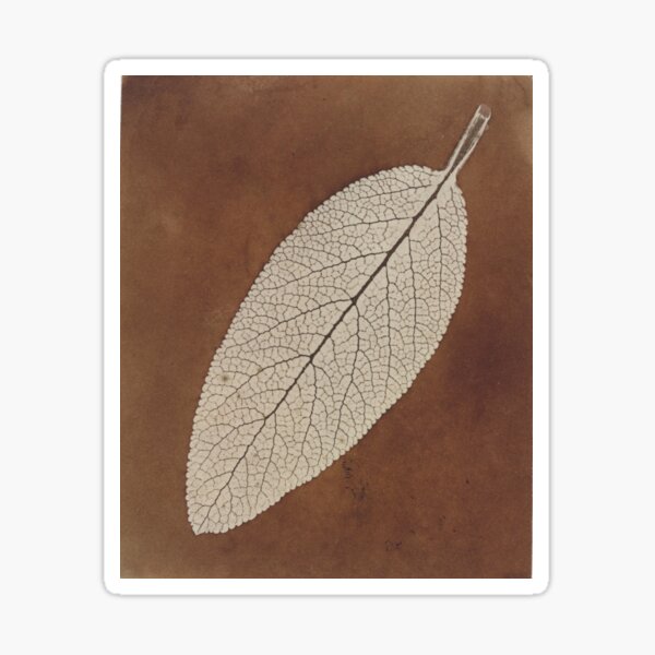 "William Henry Fox Talbot Leaf Study 1839/1840" Sticker for Sale by ...