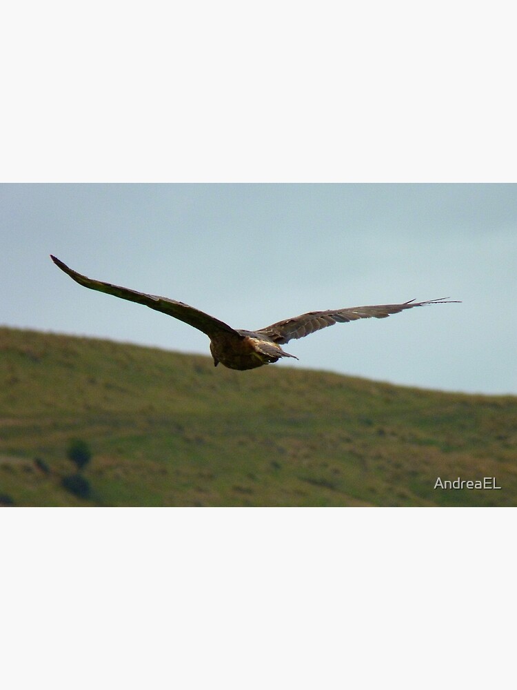 "A Hawks View - Harrier Hawk - NZ" Photographic Print by AndreaEL ...