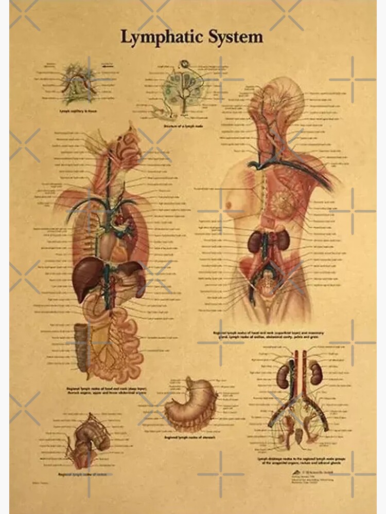 "Human Anatomy Lymphatic System" Poster for Sale by kamreinklein ...