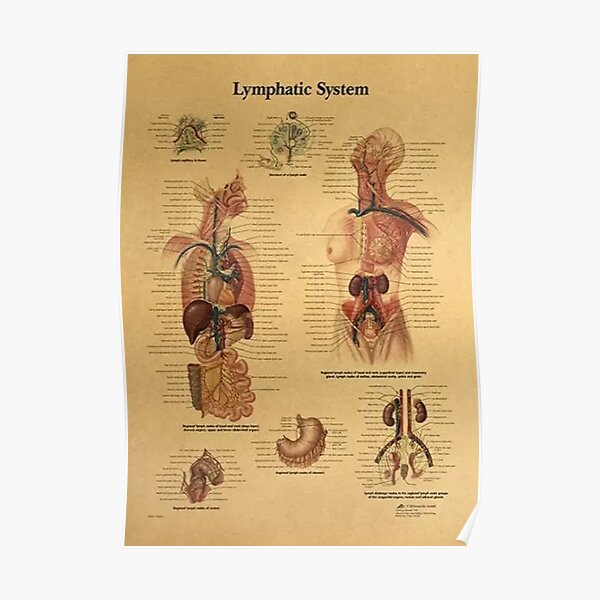 "Human Anatomy Lymphatic System" Poster for Sale by kamreinklein ...