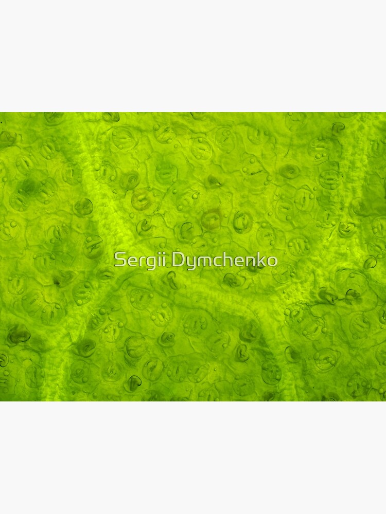 "Magnolia leaf under the microscope" Poster for Sale by sdymchenko ...