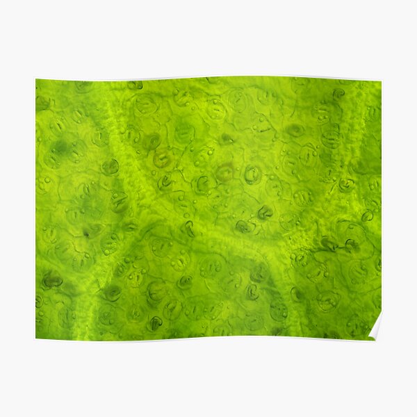 "Magnolia leaf under the microscope" Poster for Sale by sdymchenko ...