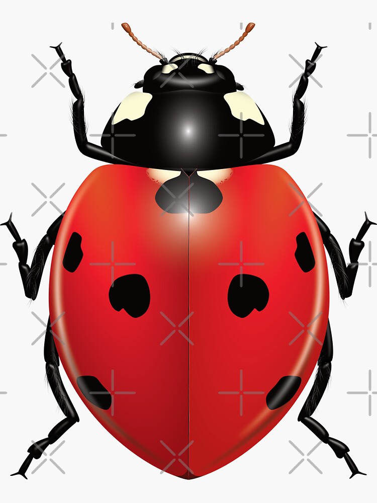 "Seven spot ladybug in beautiful detail" Sticker by Ricogfx | Redbubble