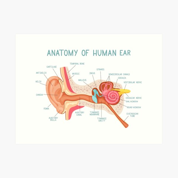 "Anatomy Of Human Ear Chart" Art Print for Sale by FunckyDesigns ...