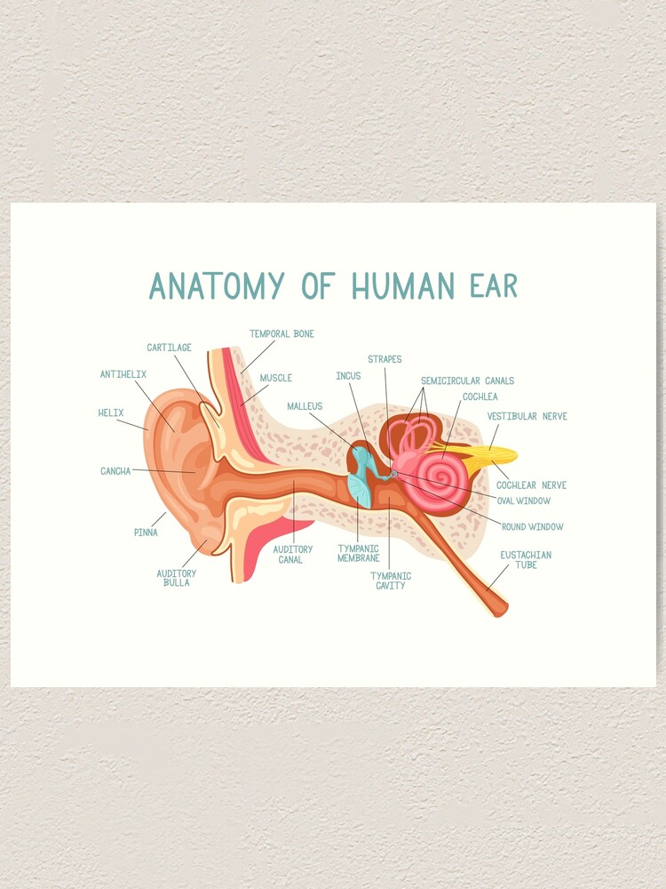"Anatomy Of Human Ear Chart" Art Print for Sale by FunckyDesigns ...