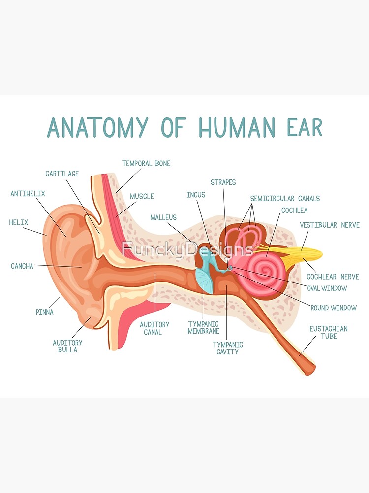"Anatomy Of Human Ear Chart" Art Print for Sale by FunckyDesigns ...