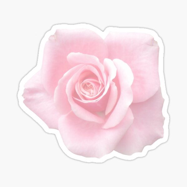 "Cute Delicate Pink Rose Floral Pattern, Funny Romantic Pink Flower ...