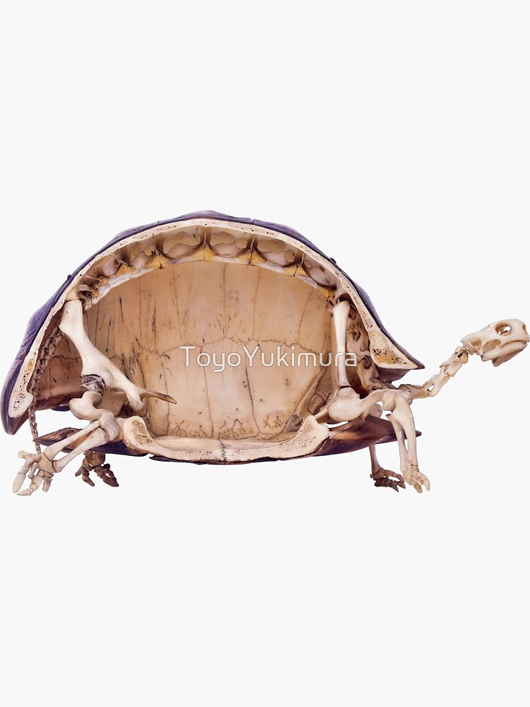 "Tortoise Skeleton Cross-Section" Sticker for Sale by ToyoYukimura ...