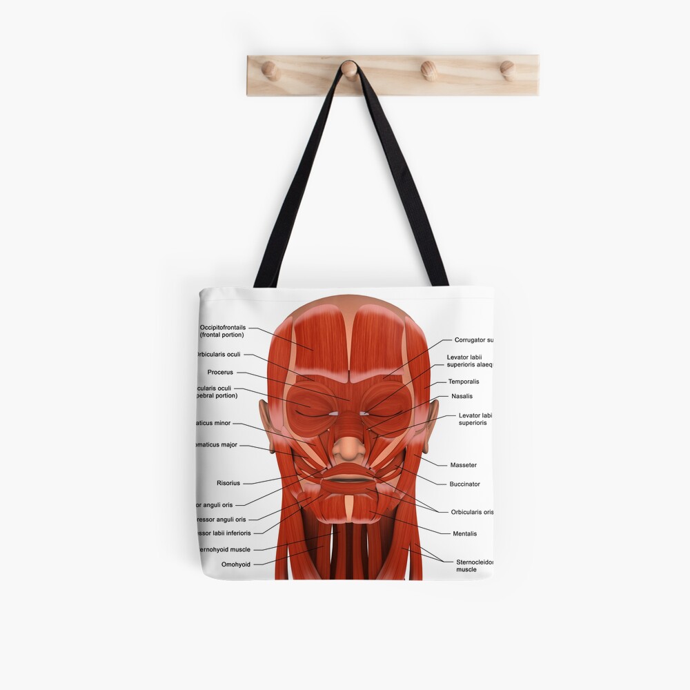 "Facial muscles of the human head (with labels)." Poster for Sale by ...