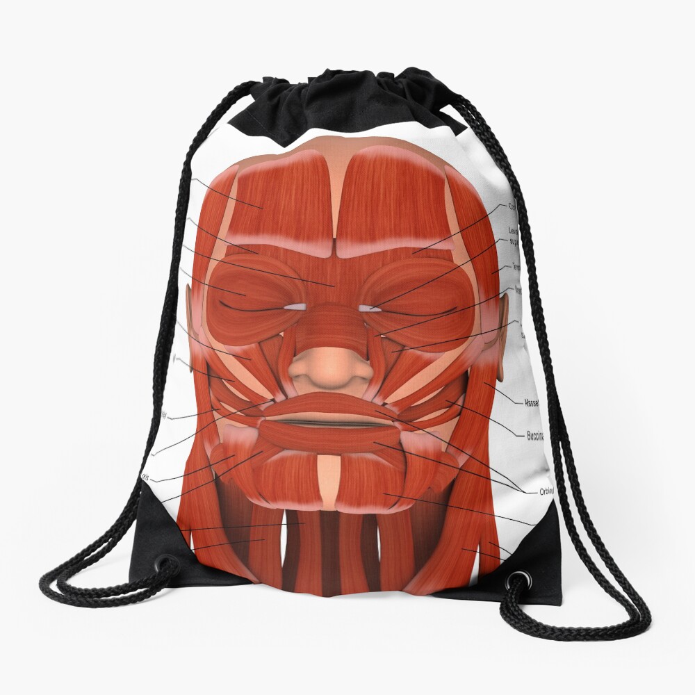 "Facial muscles of the human head (with labels)." Poster for Sale by ...