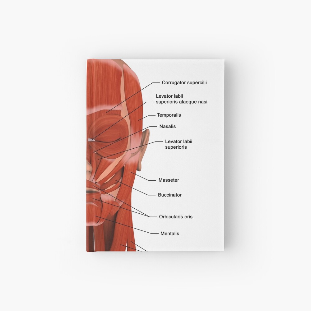 "Facial muscles of the human head (with labels)." Poster for Sale by ...