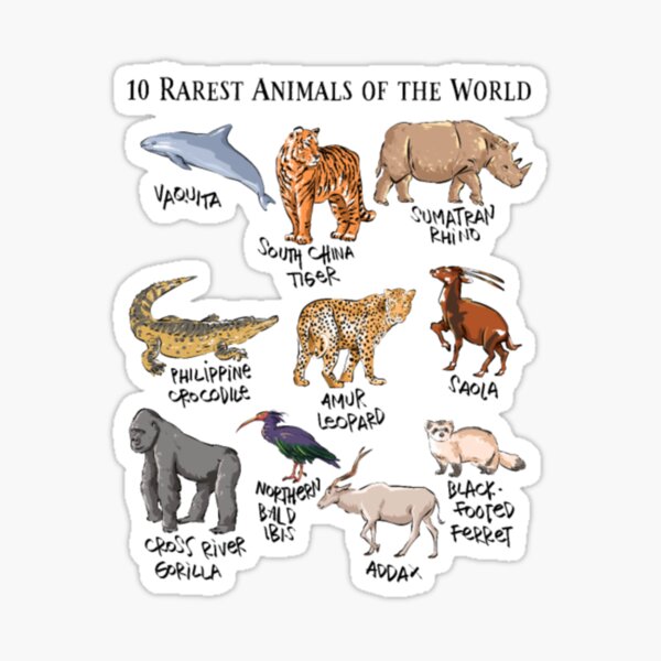 "10 Rarest Animals of the World Animal Lover" Sticker for Sale by ...