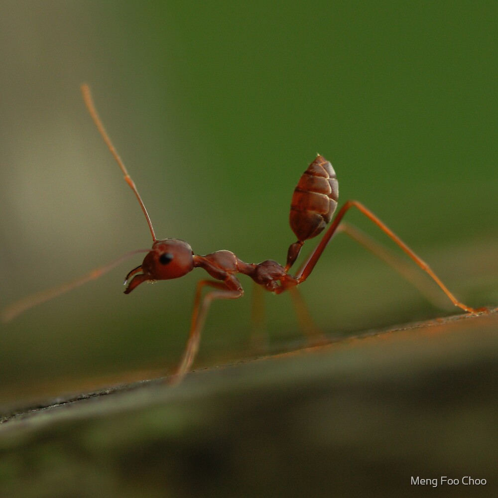 "Red Ant stretching" by Meng Foo Choo | Redbubble