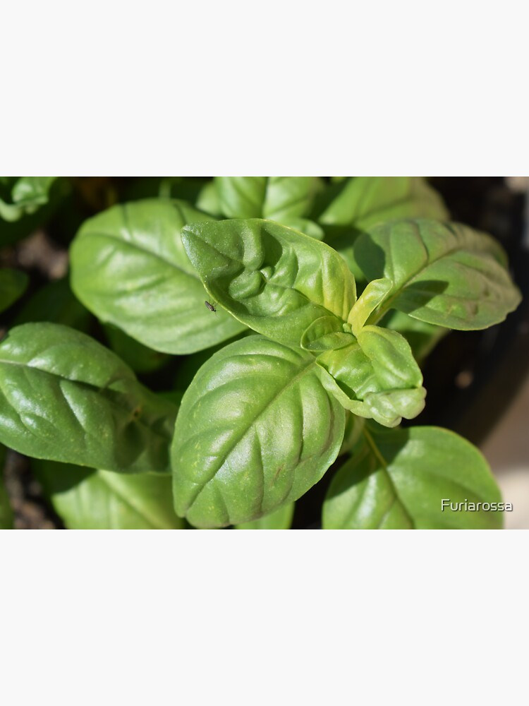 "Great basil (Ocimum basilicum) under the sunlight 1" Sticker for Sale ...