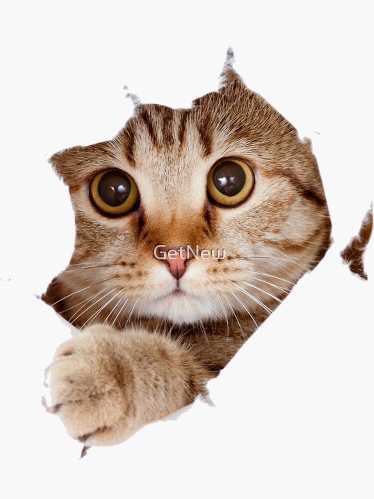 "Cat See You" Sticker for Sale by GetNew | Redbubble