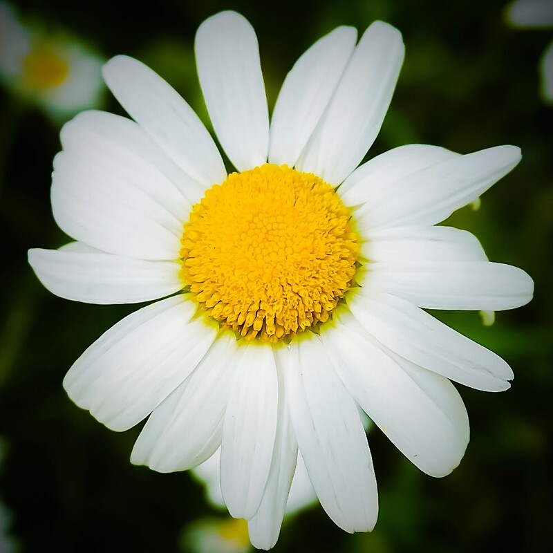 "Daisy Power II" by Jacqueline Cooper | Redbubble