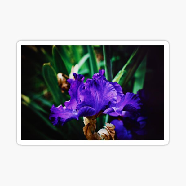 "Purple Reign" Sticker for Sale by HecateBast | Redbubble