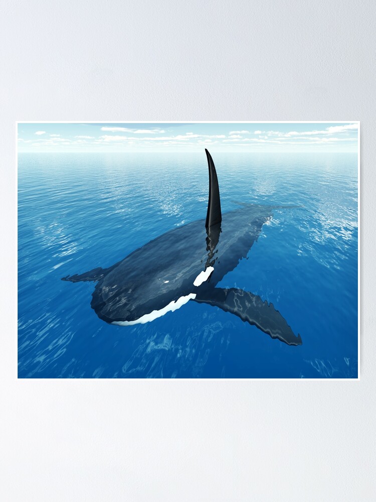 "Killer Whale, Orca, Killer Whale" Poster for Sale by MIRO3D | Redbubble