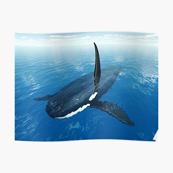 "Killer Whale, Orca, Killer Whale" Poster for Sale by MIRO3D | Redbubble