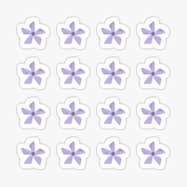 "Small Vinca minor blossoms, realistic periwinkle flowers" Sticker for ...