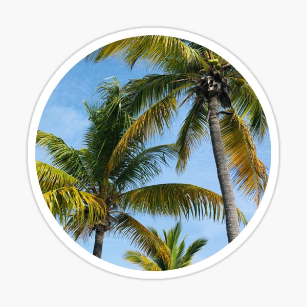 "Tropical Coconut Palm Trees" Sticker for Sale by IronAzalea | Redbubble