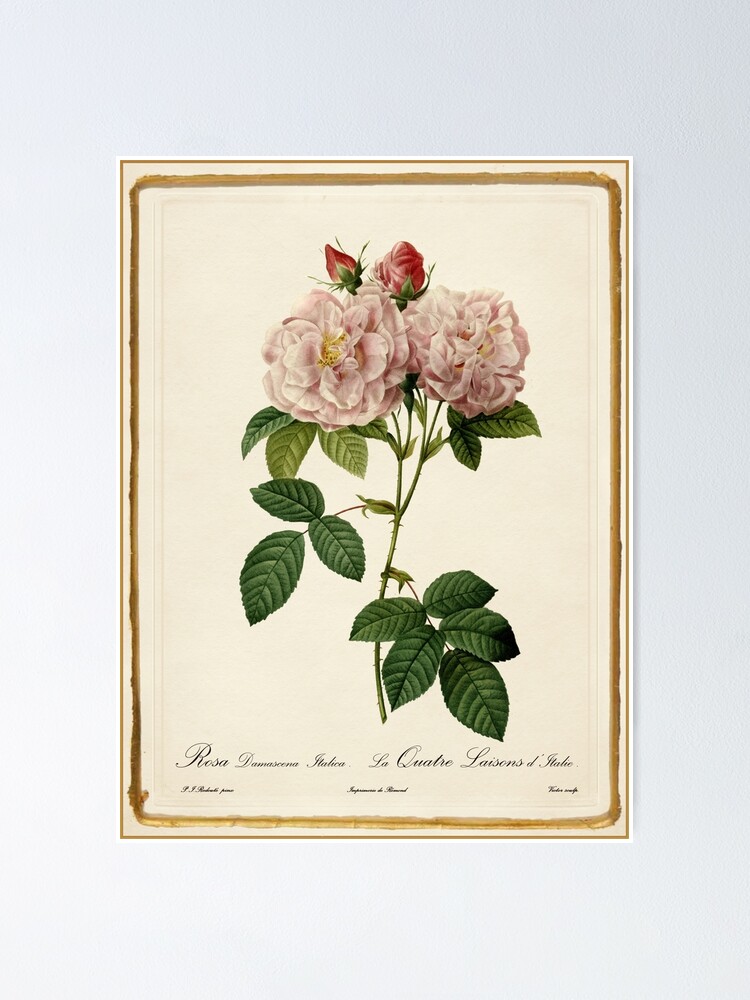 "gorgeous botanical pink rose" Poster for Sale by cottagecorococo ...