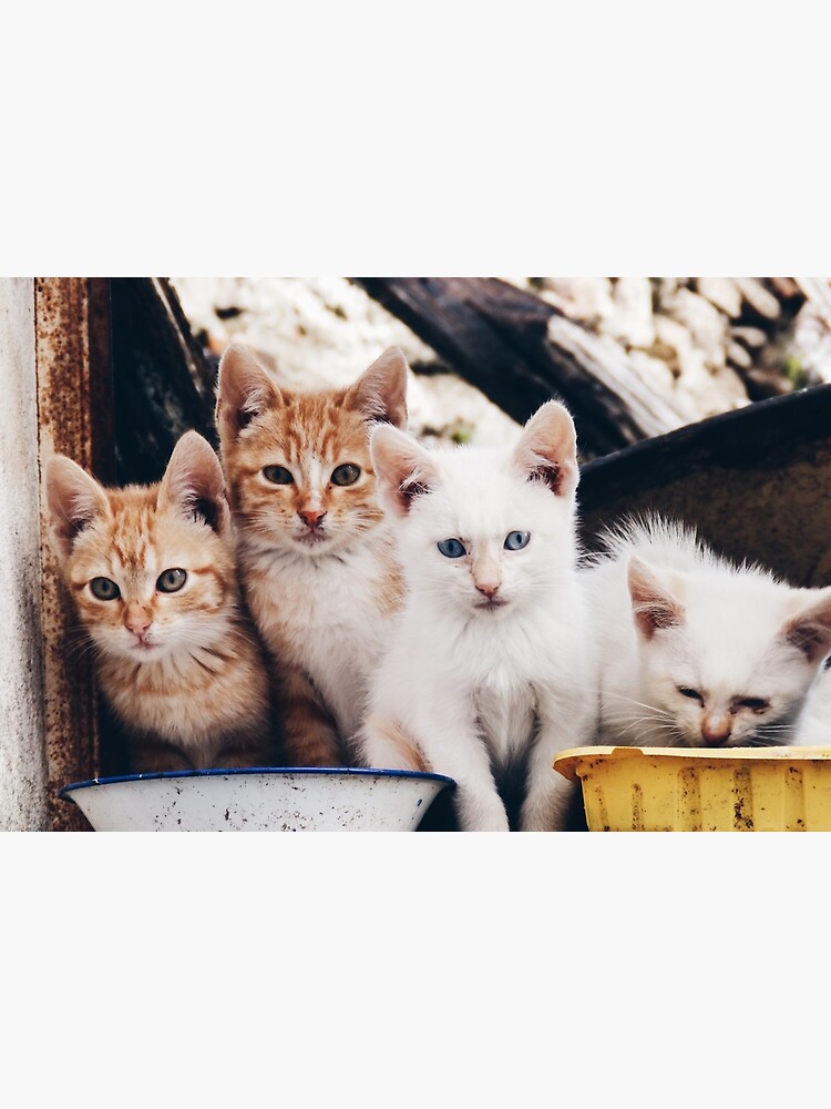 "Cute Clowder of Cats/Kittens Design" Poster for Sale by joethal ...