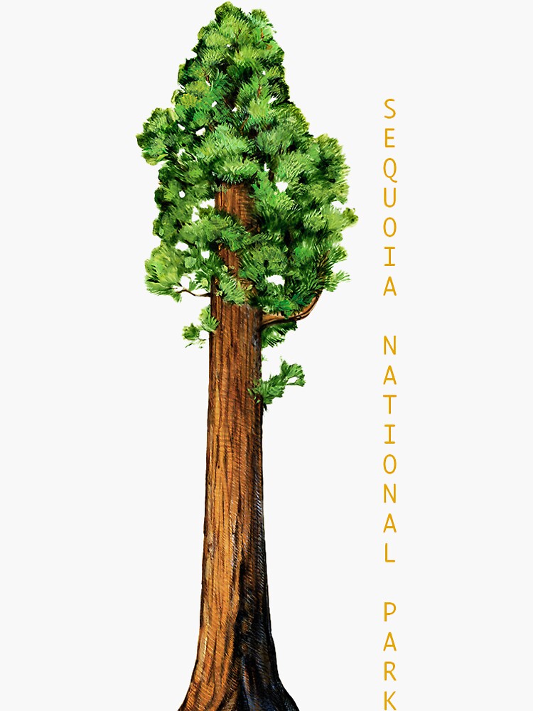 "Sequoia National Park" Sticker for Sale by baumdesign | Redbubble