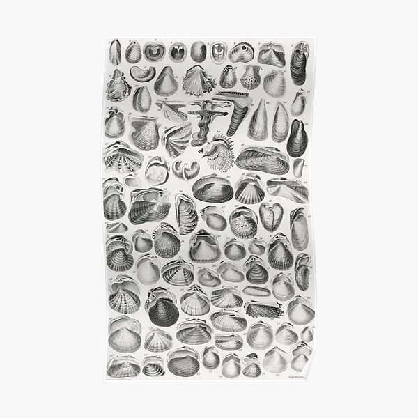 "Fossil art" Poster for Sale by Nola-Prints | Redbubble