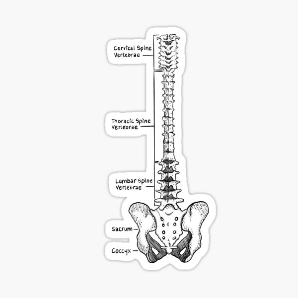 "Spine" Sticker for Sale by JudePeters | Redbubble